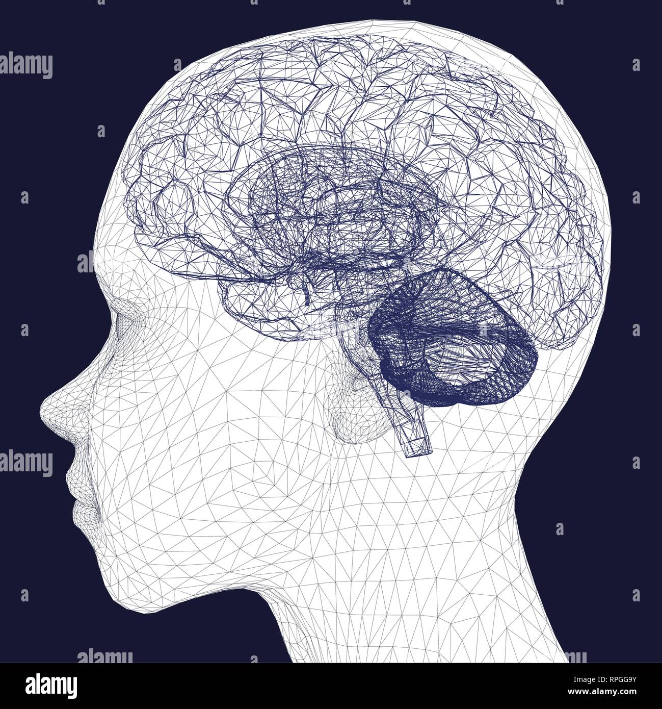 Polygonal human head with brain frame. 3D. Side view. Vector ...
