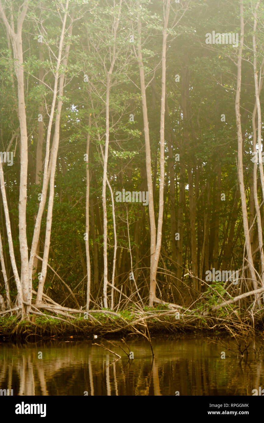 Scenes from the mangrove swamp in Barra de Santiago, Ahuachapan, El ...
