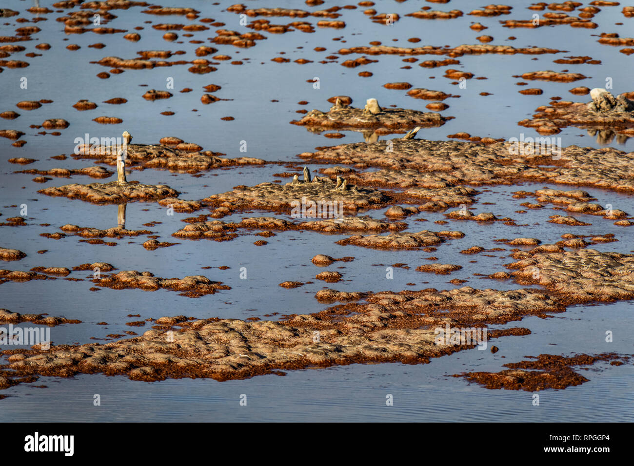Es trenc salines hi-res stock photography and images - Alamy