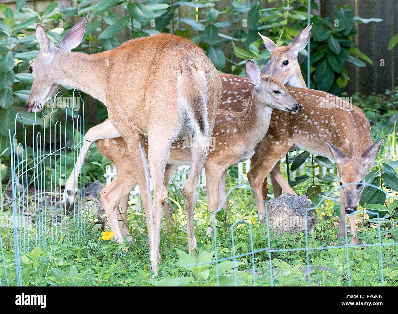 White-tailed Deer Family Foraging in Garden Stock Photo - Alamy