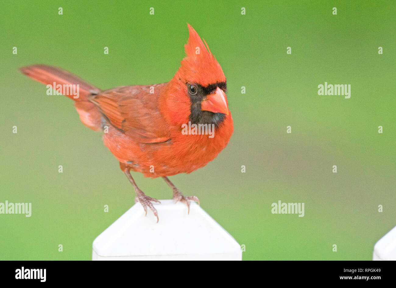 Male Cardinal on Fence Post Stock Photo - Alamy
