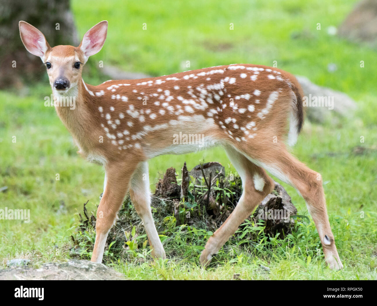 Virginia deer fawn hi-res stock photography and images - Alamy