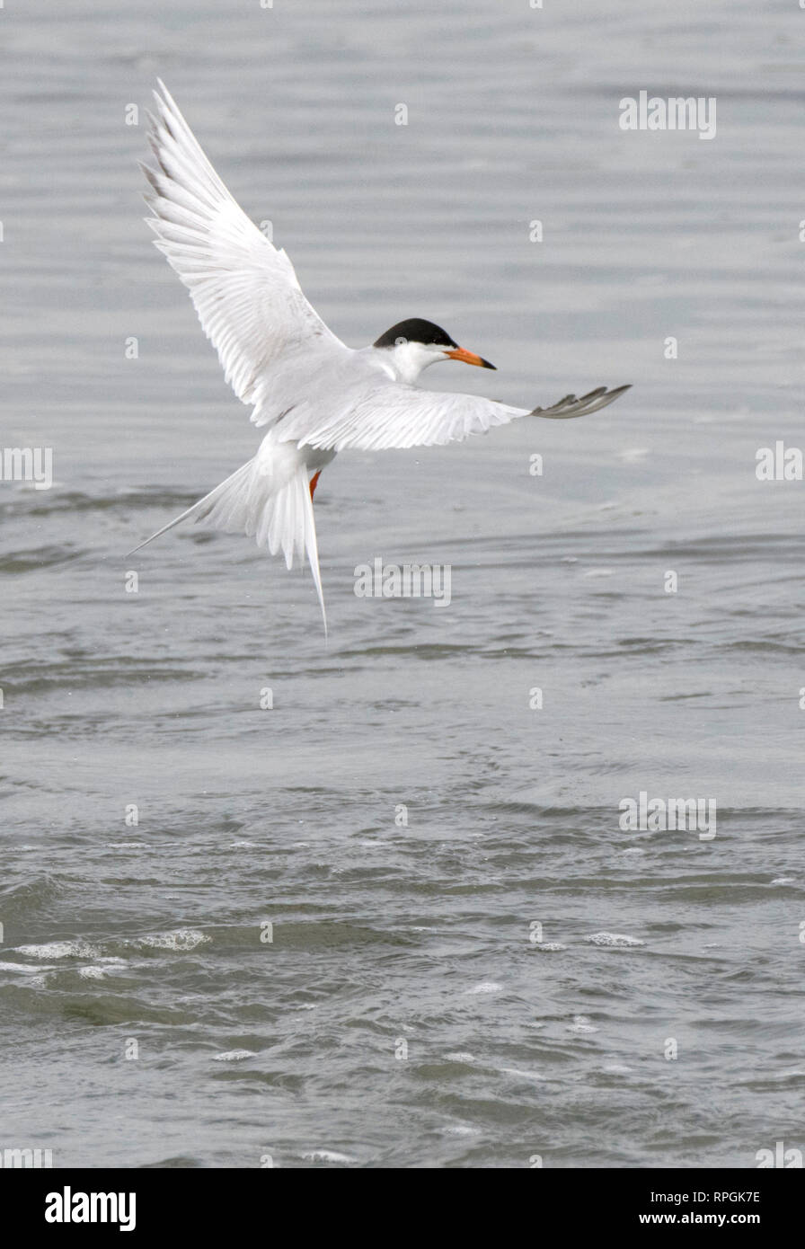 Tern Hovering Over Sea Water Stock Photo - Alamy