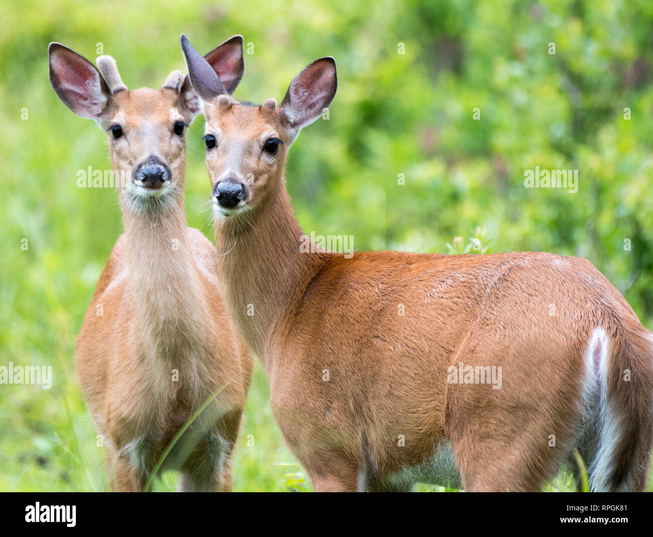 Twin Young Bucks, White-tailed Deer Stock Photo - Alamy