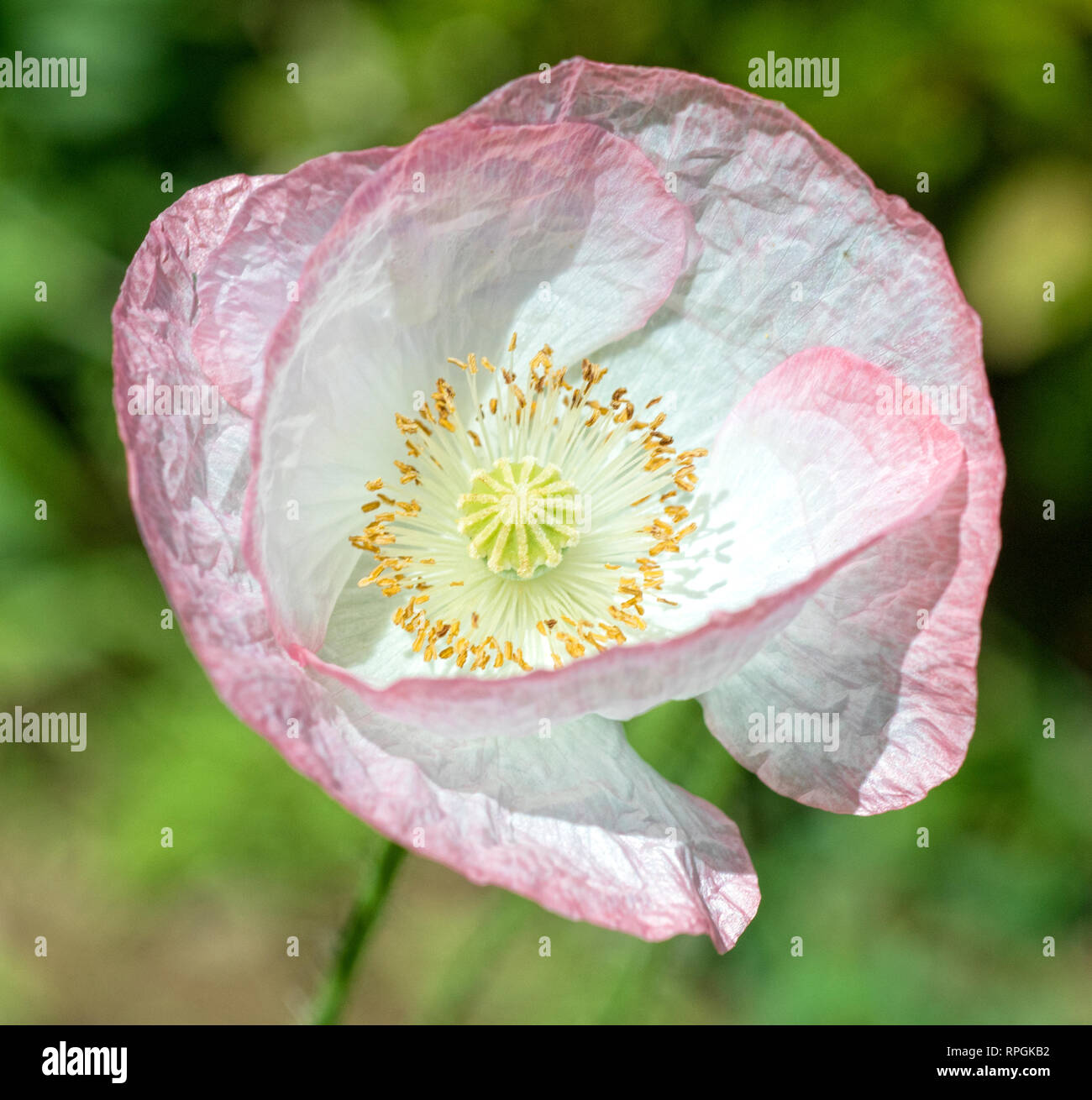 Flora taxonomy hi-res stock photography and images - Alamy
