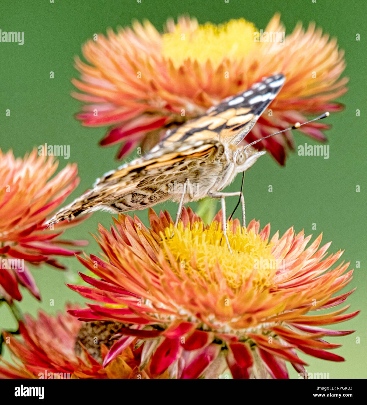 Protective coloration hi-res stock photography and images - Alamy