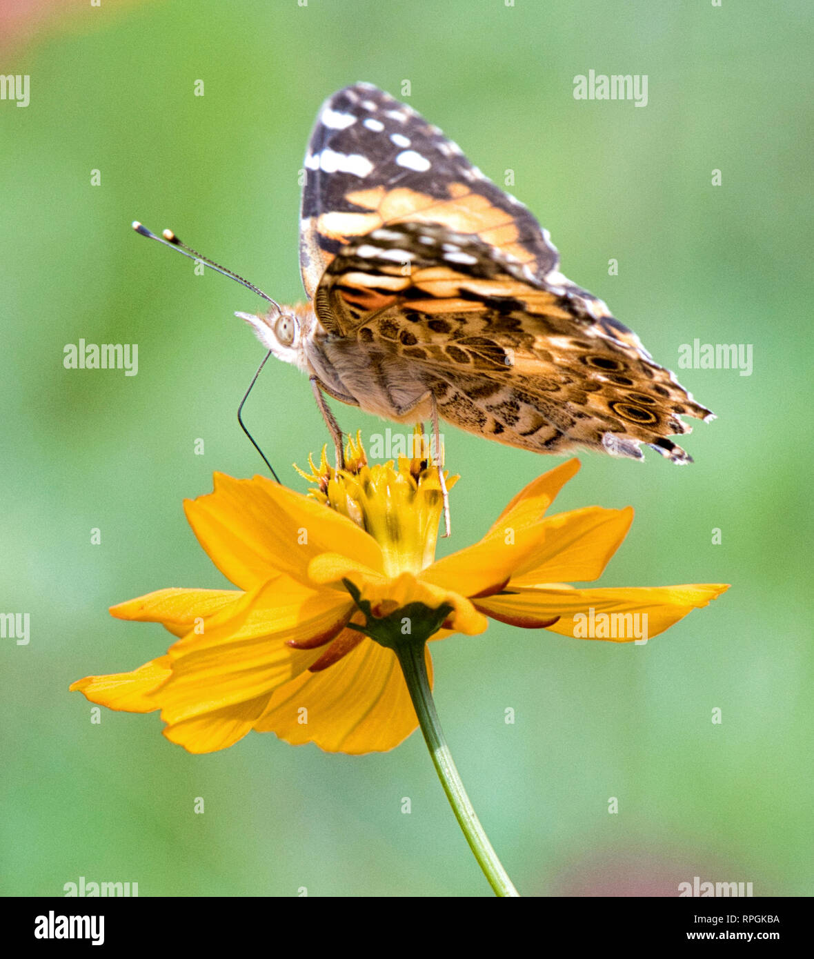 Butterfly profile hi-res stock photography and images - Alamy
