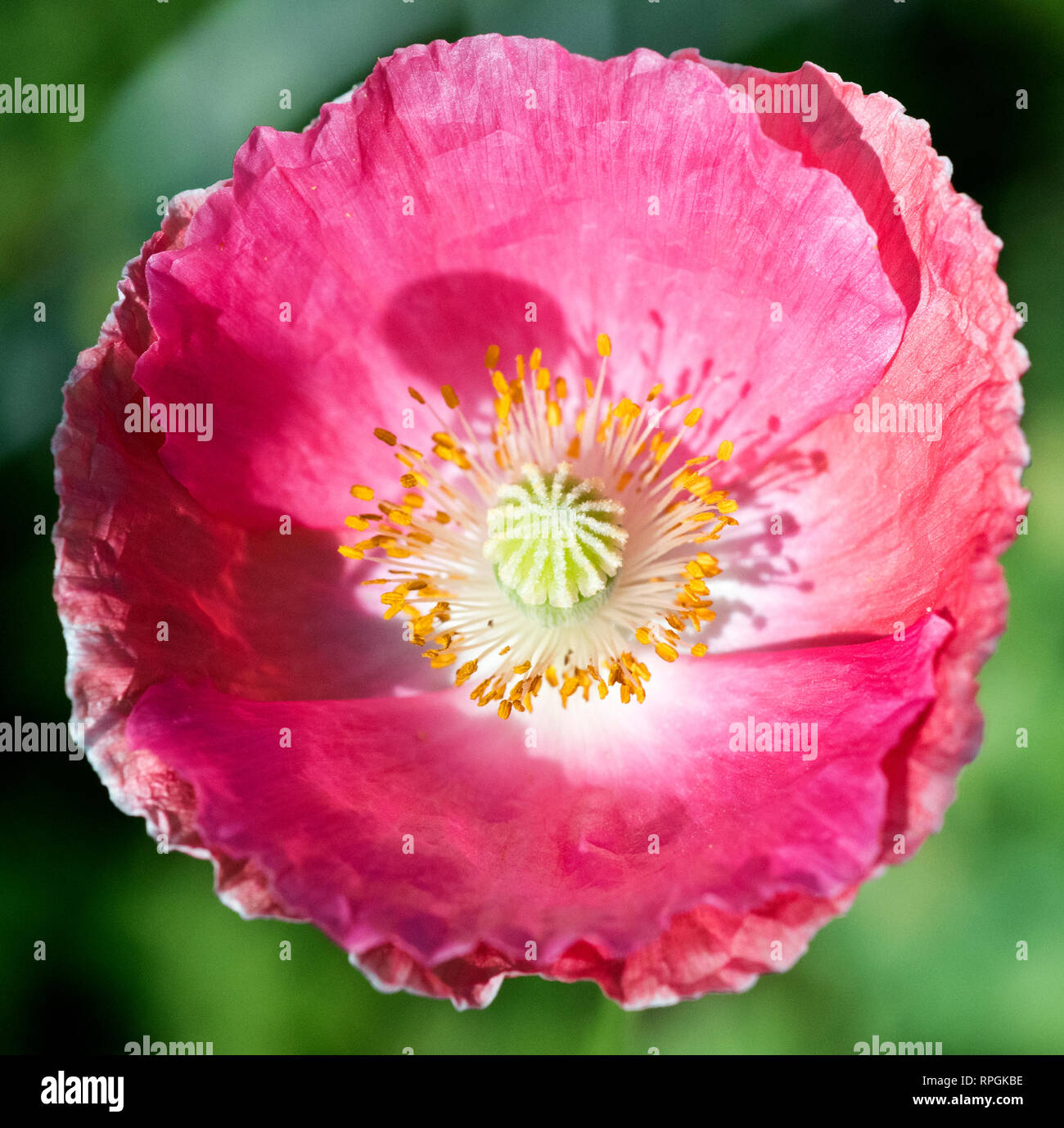 Poppy leaves hi-res stock photography and images - Alamy