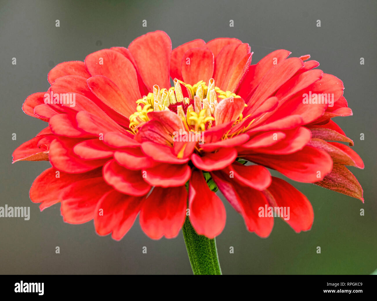 Zinnia daisy hi-res stock photography and images - Alamy