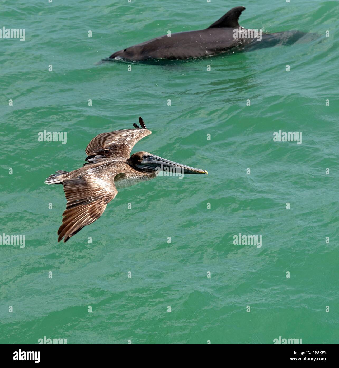 Inflight bird hi-res stock photography and images - Alamy