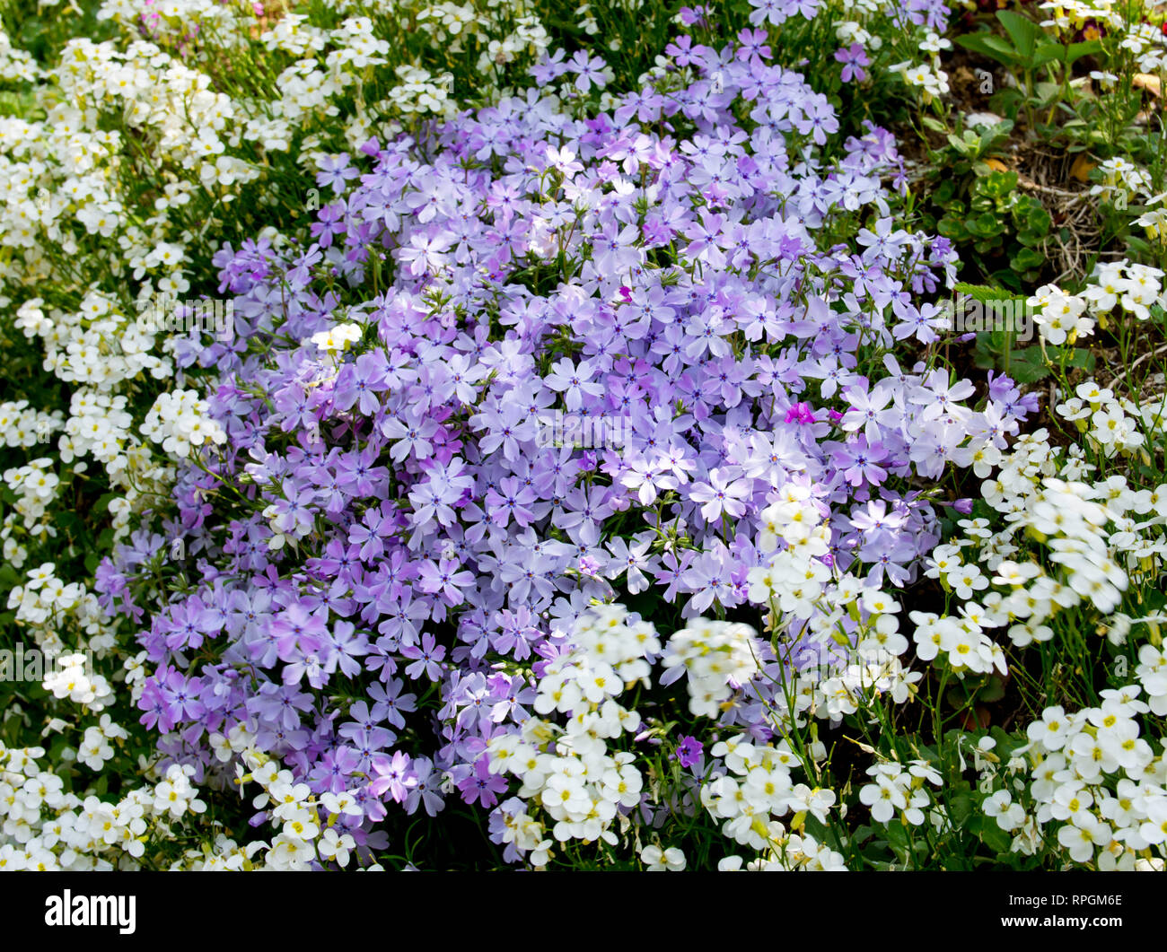 Beautiful flowers on meadow, full of colors, and the most dominant are ...