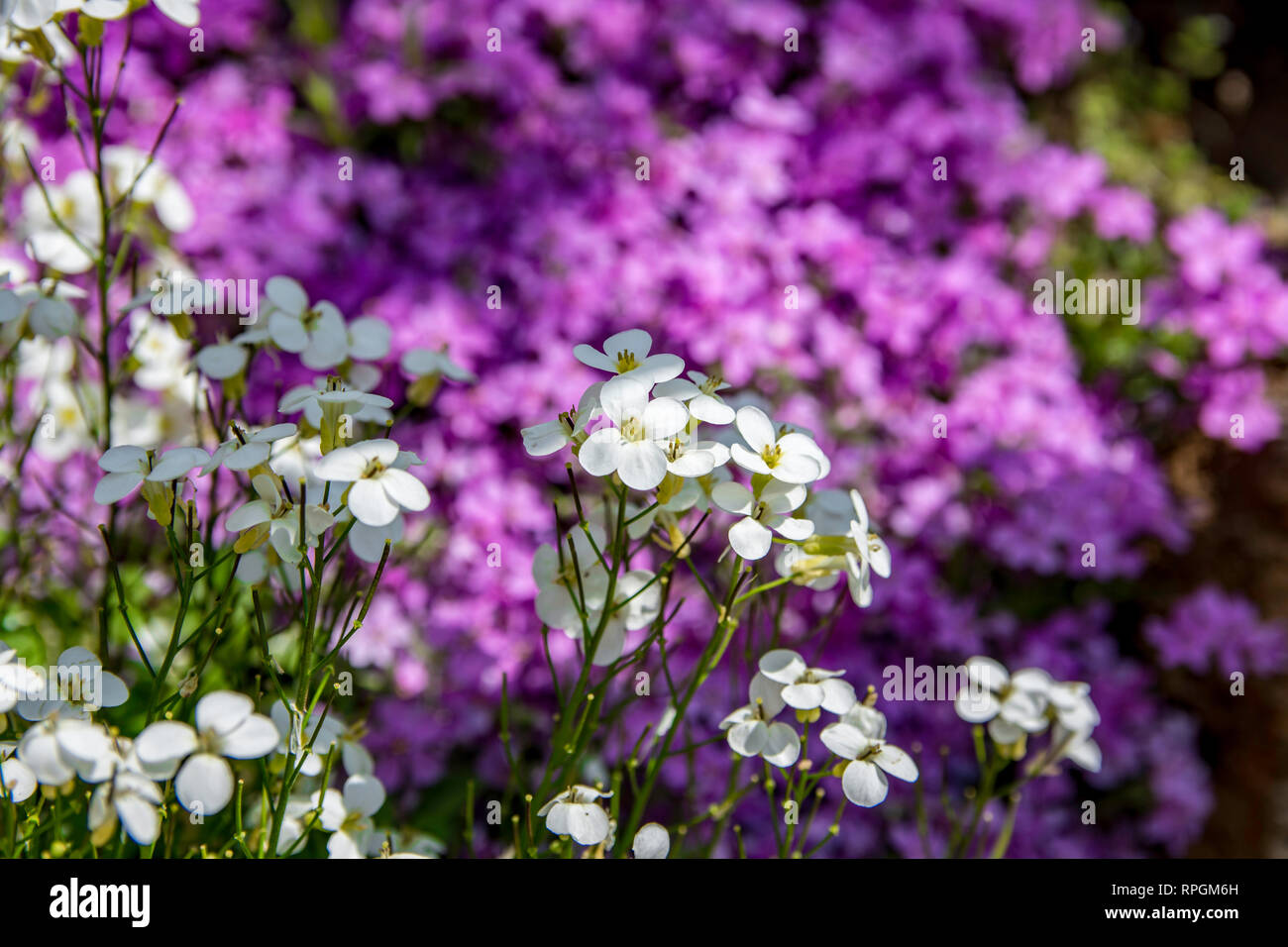 Beautiful flowers on meadow, full of colors, and the most dominant are ...