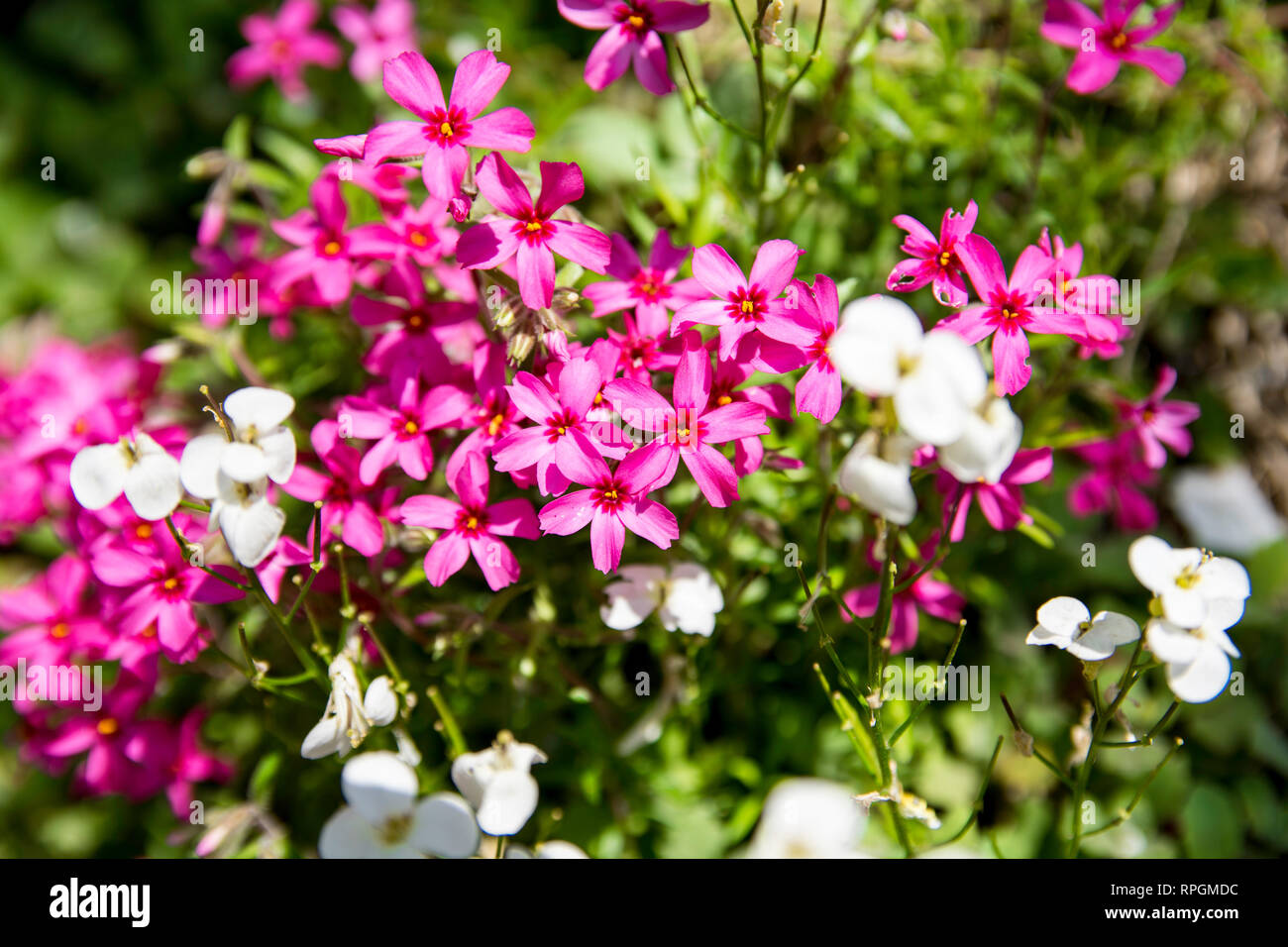 Beautiful flowers on meadow, full of colors, and the most dominant are ...