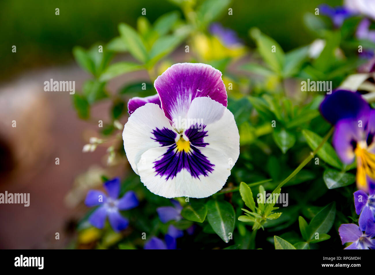 Several groveling and ordinary motley flowers day and night purple and ...