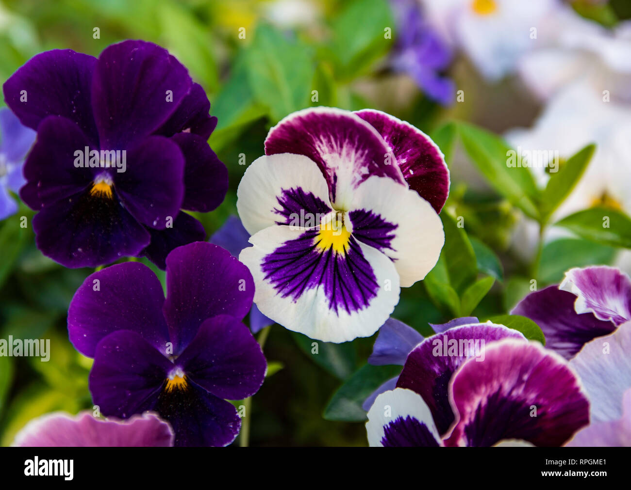 Several groveling and ordinary motley flowers day and night purple and ...