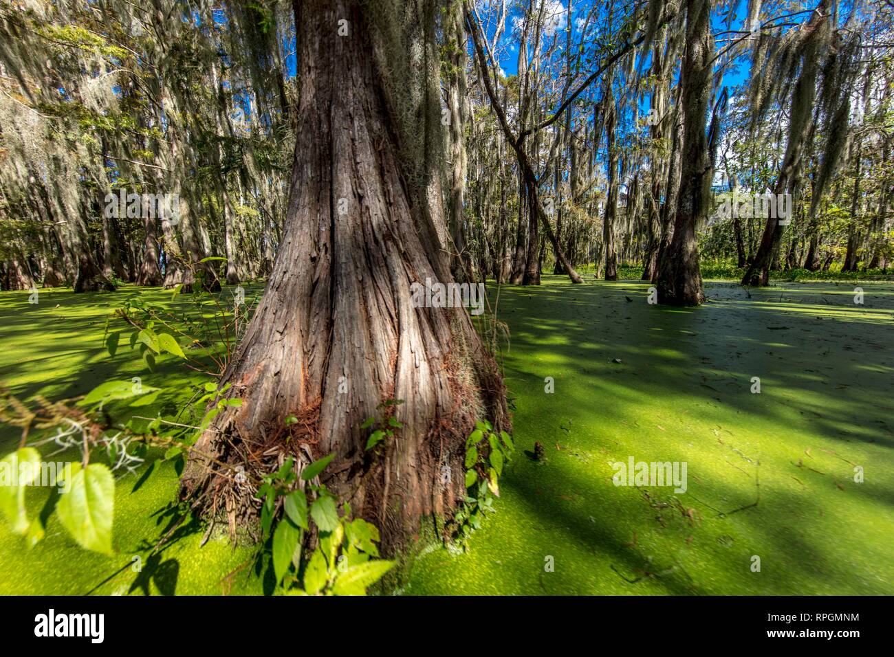 Louisiana bayou swamp cypress trees hi-res stock photography and images ...