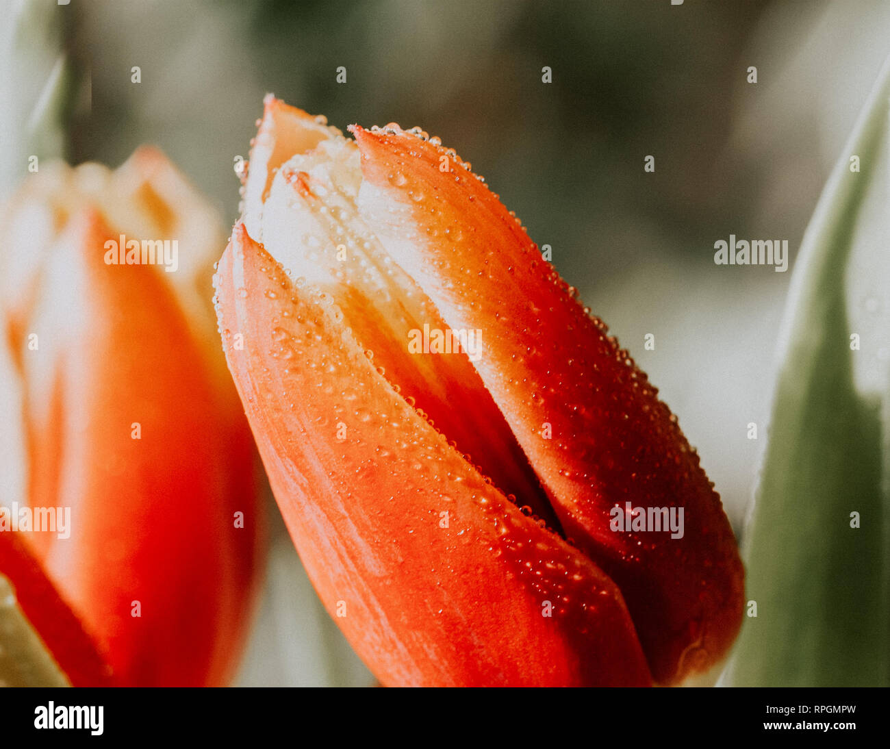 Holidays spring hi-res stock photography and images - Alamy