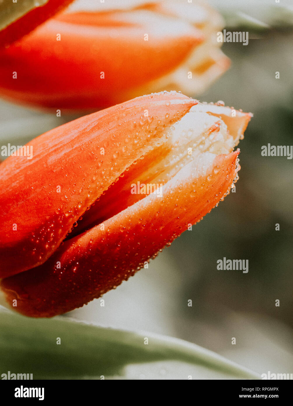 Spring Fresh flowers tulips - vertical Image Stock Photo - Alamy