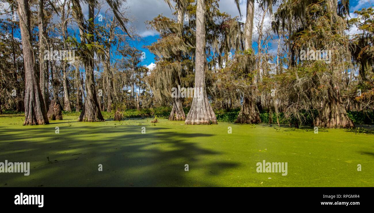 Old Cypress trees in Cajun Swamp & Lake Martin, near Breaux Bridge and ...