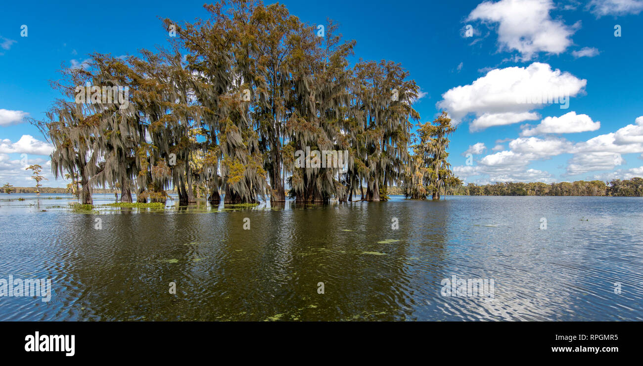 Cajun Swamp & Lake Martin, near Breaux Bridge and Lafayette Louisiana ...