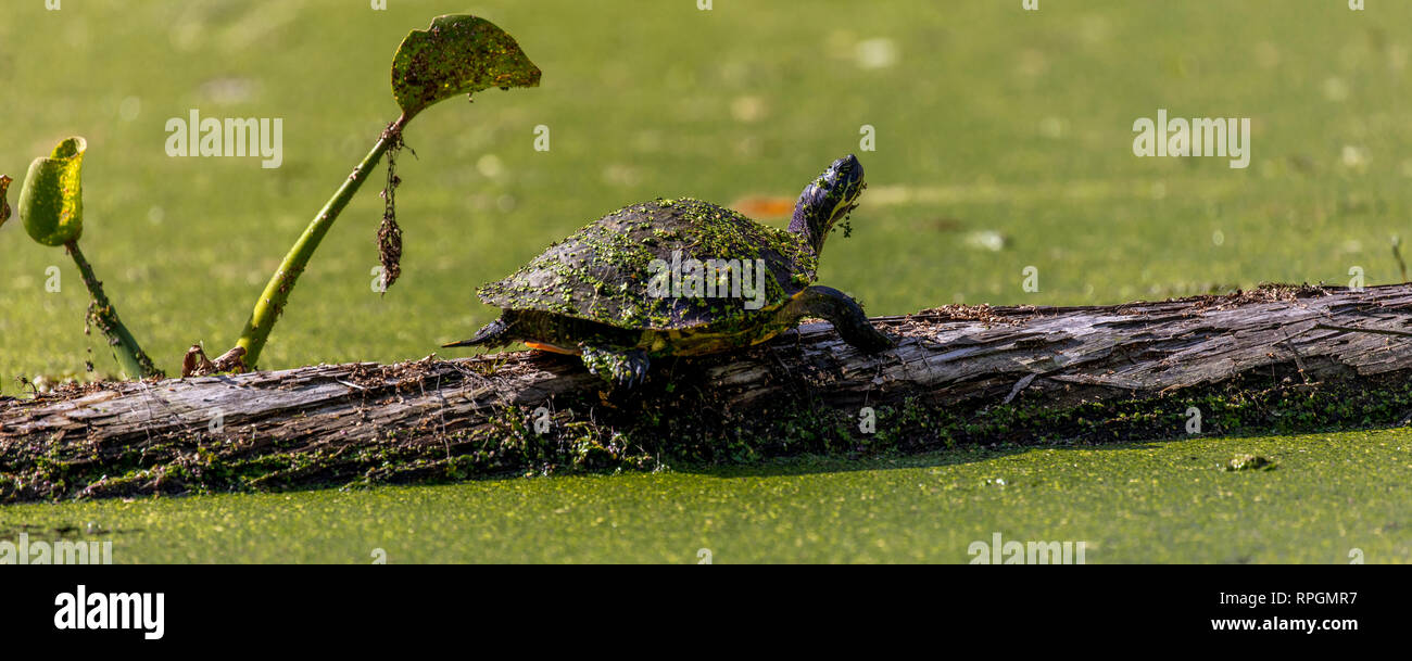 Turtle bayou hi-res stock photography and images - Alamy