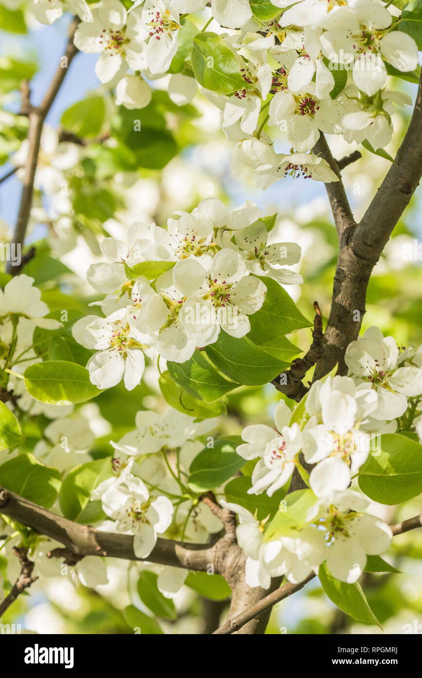 Spring Cherry blossoms in full bloom vertical Stock Photo - Alamy