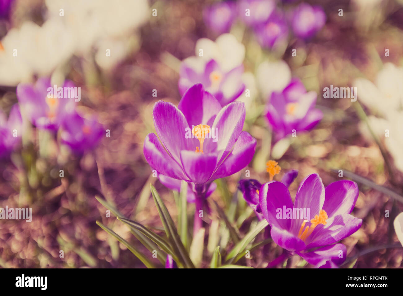 Matte flowers hi-res stock photography and images - Alamy