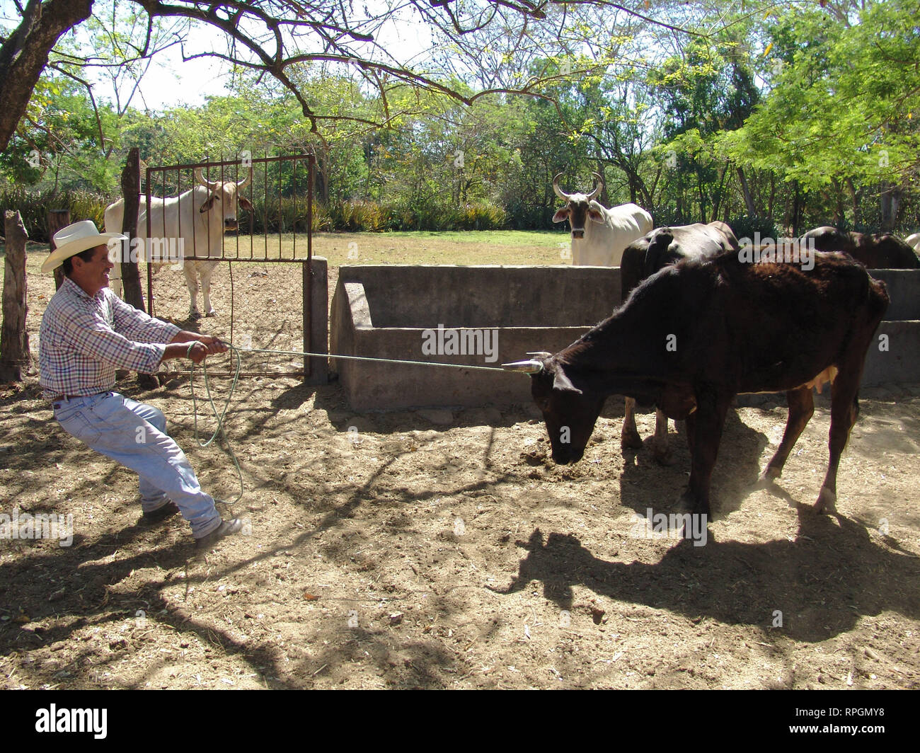 EL SALVADOR Farmer pulling a cow El Paisnal Stock Photo - Alamy