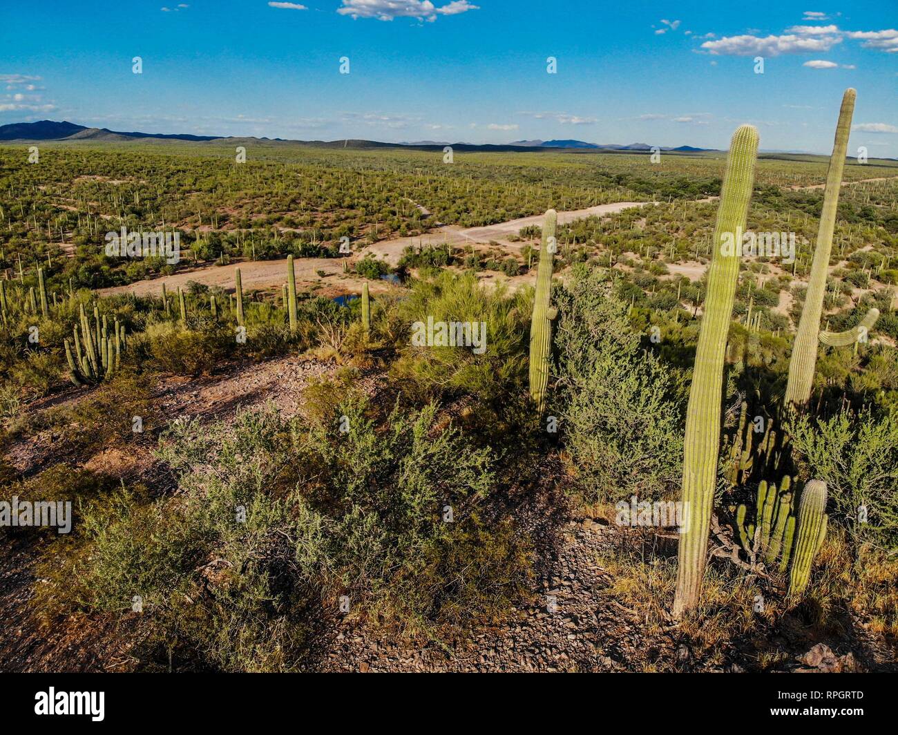 Vista aerea del sahuaros, cactus en el desierto y carretera de Caborca ...