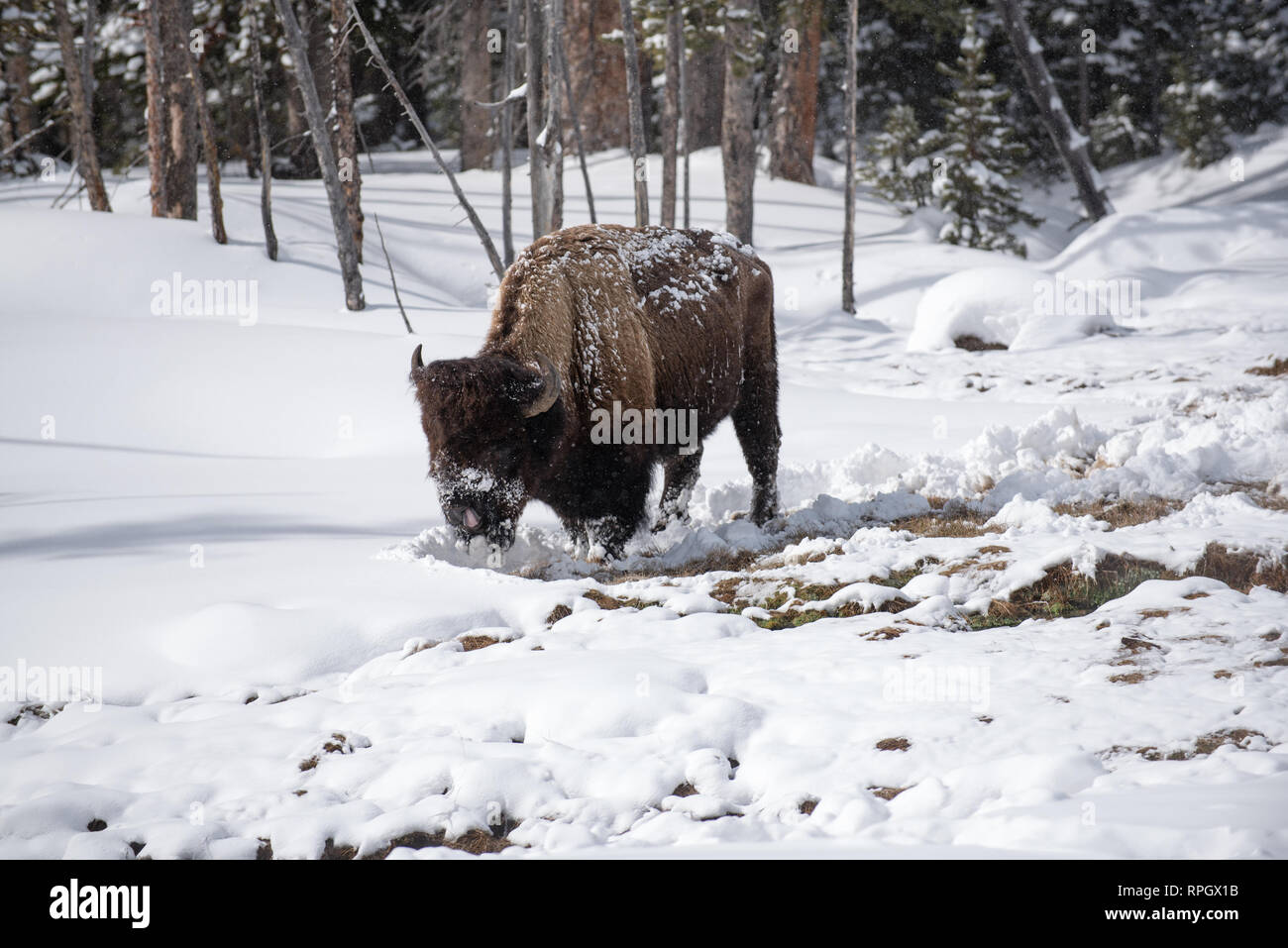 Wildlife scenes from Jackson Hole & Yellowstone, Wyoming in Winter ...