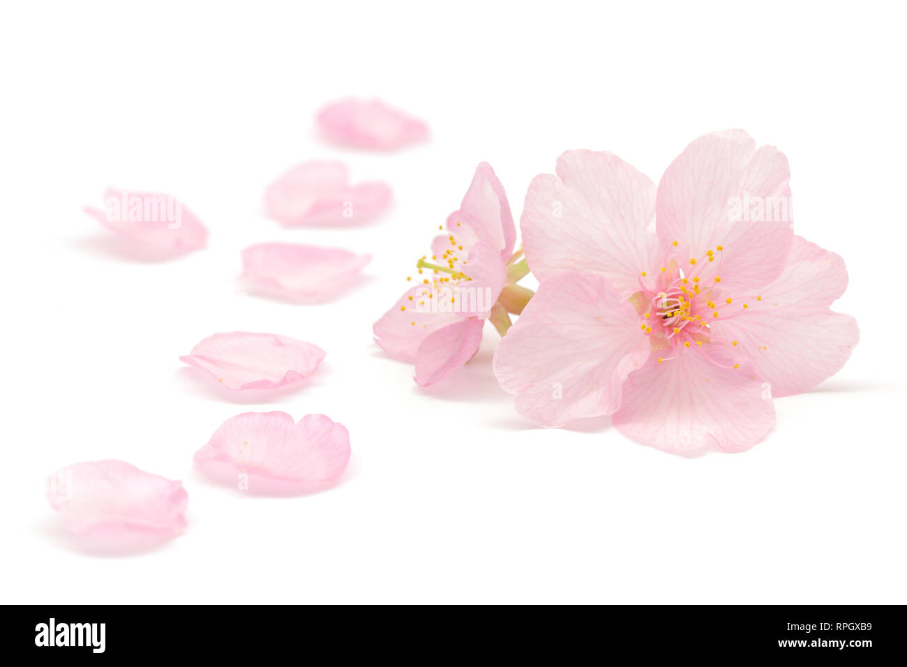 Closeup on pink japanese Cut Out Stock Images & Pictures - Alamy