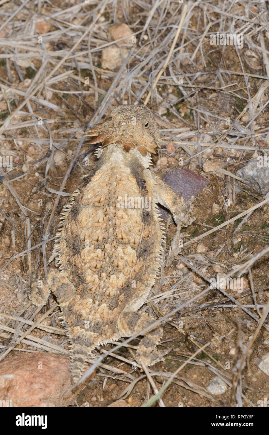 Regal Horned Lizard, Phrynosoma solare Stock Photo - Alamy