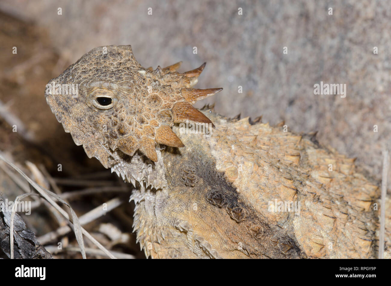 Regal Horned Lizard, Phrynosoma solare, head Stock Photo - Alamy