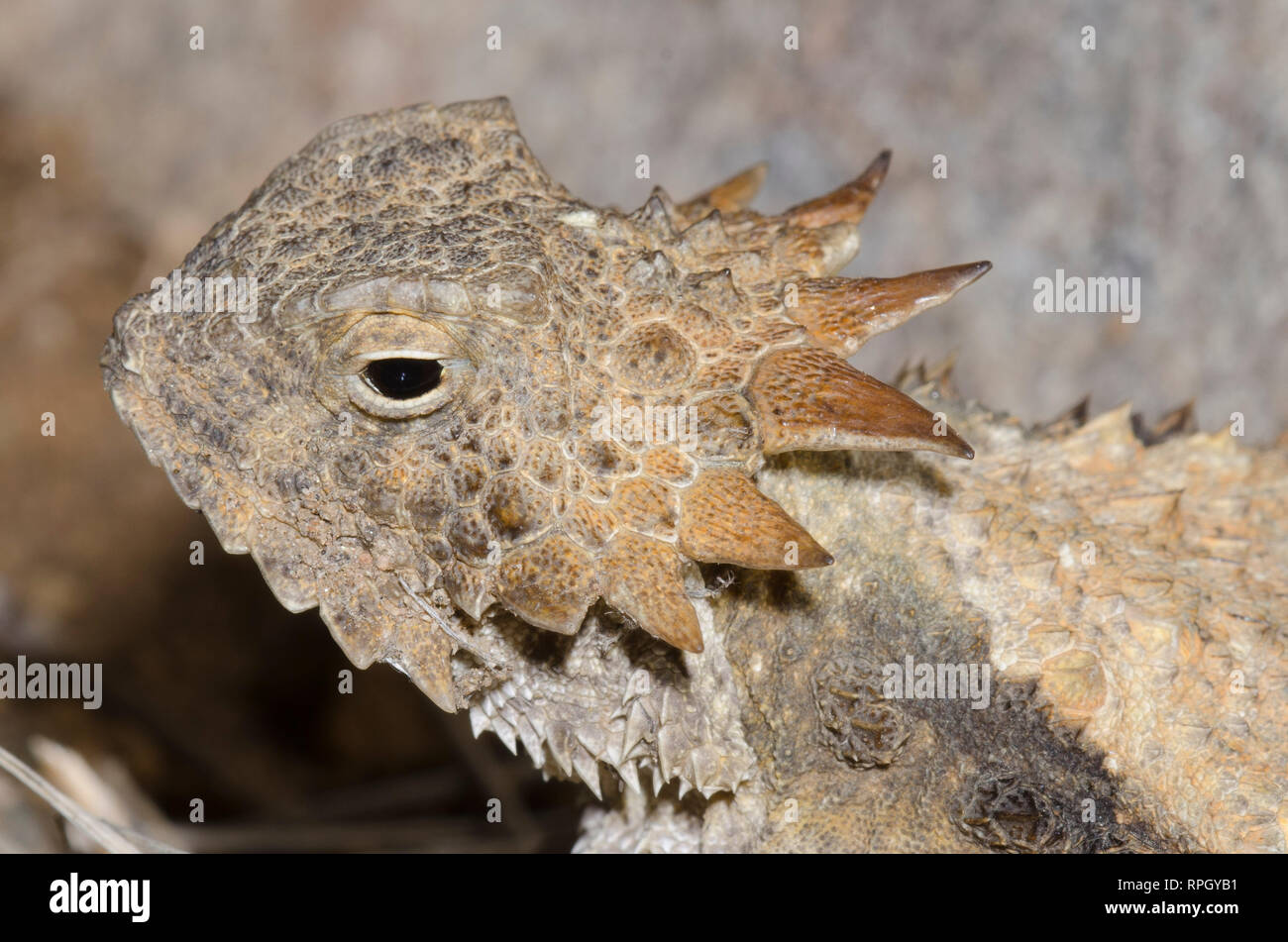 Head of lizard hi-res stock photography and images - Alamy