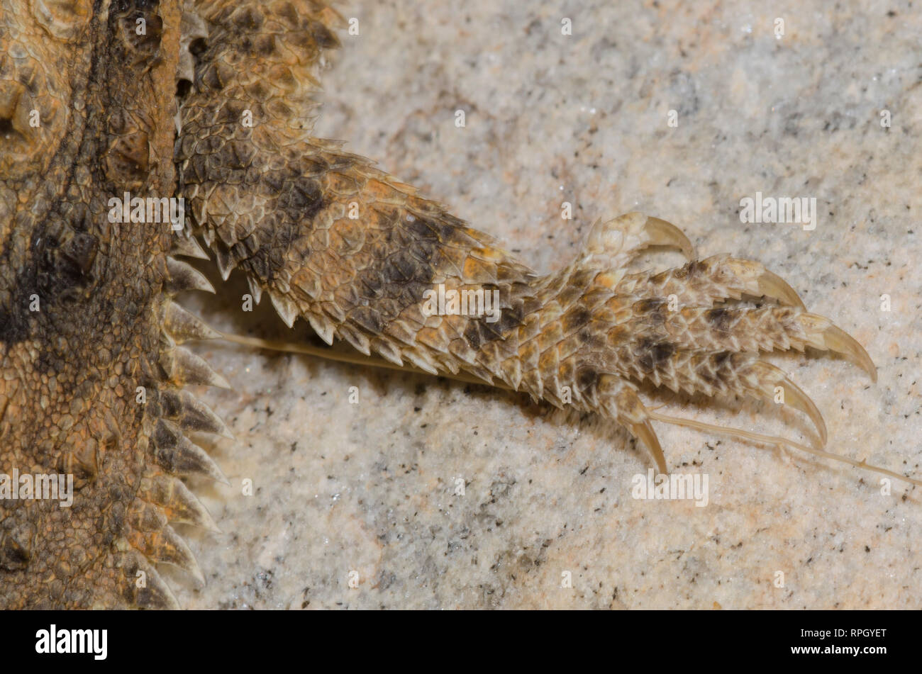 Regal Horned Lizard, Phrynosoma solare, foot Stock Photo - Alamy