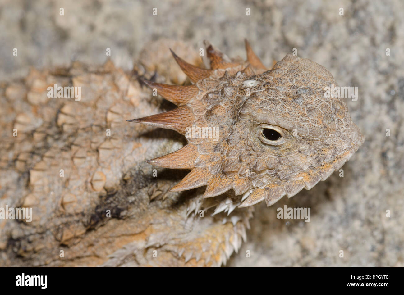 Regal horned lizard hi-res stock photography and images - Alamy