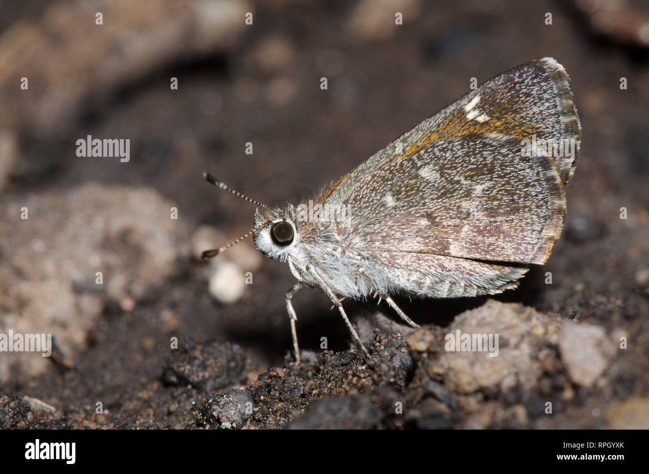 Bronze Roadside-Skipper, Amblyscirtes aenus Stock Photo - Alamy