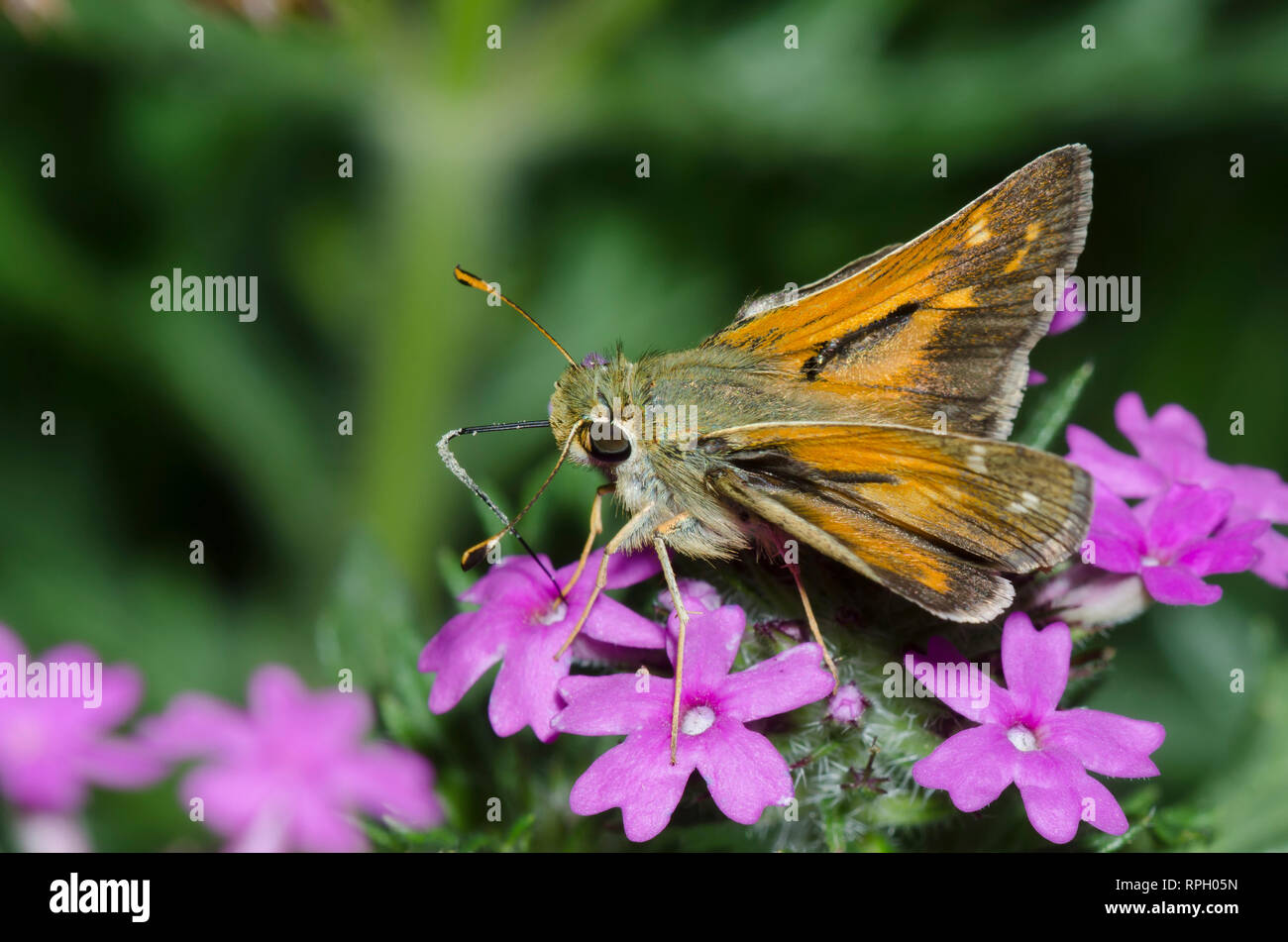 Western Branded Skipper, Hesperia colorado, male on Vervain ...