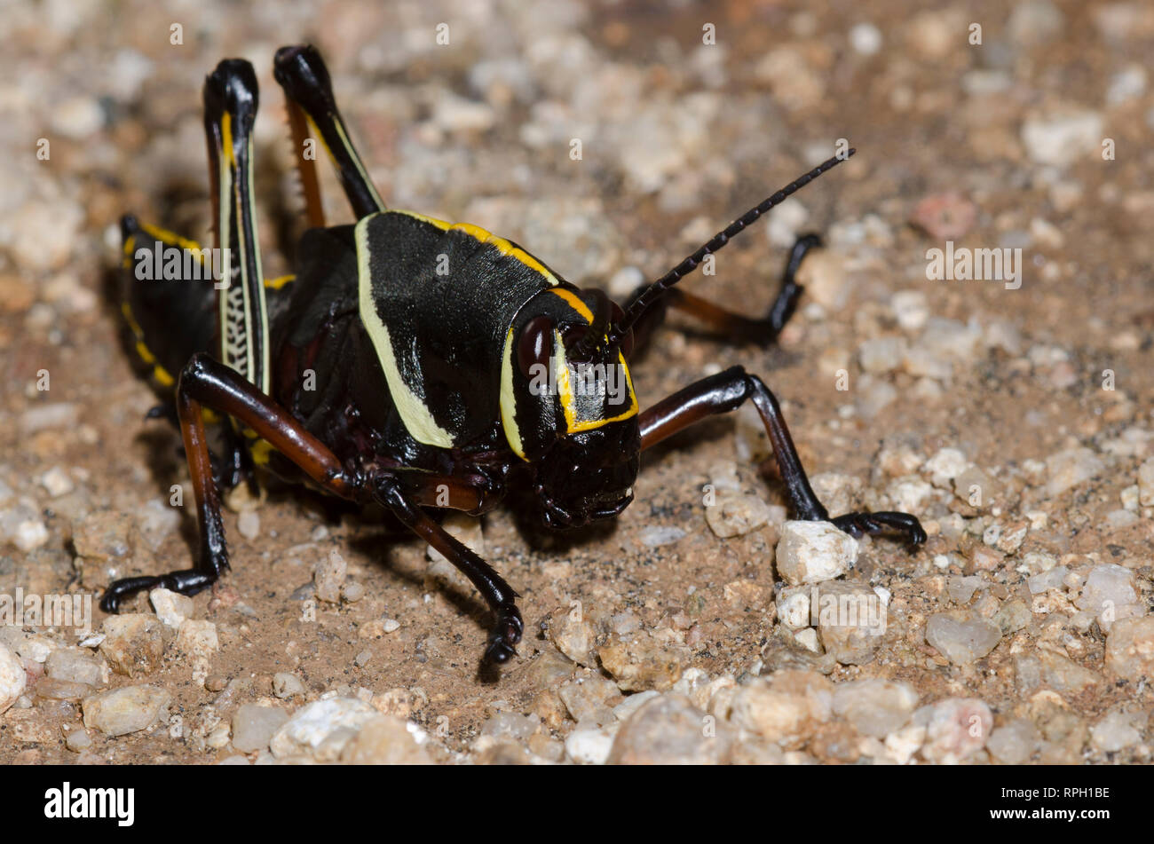 Taeniopoda hi-res stock photography and images - Alamy