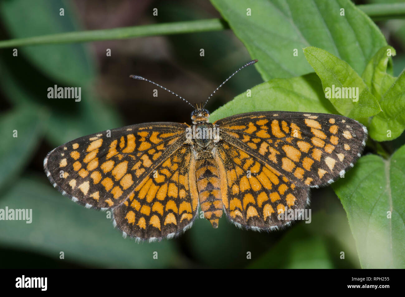 Elada Checkerspot, Microtia elada Stock Photo - Alamy