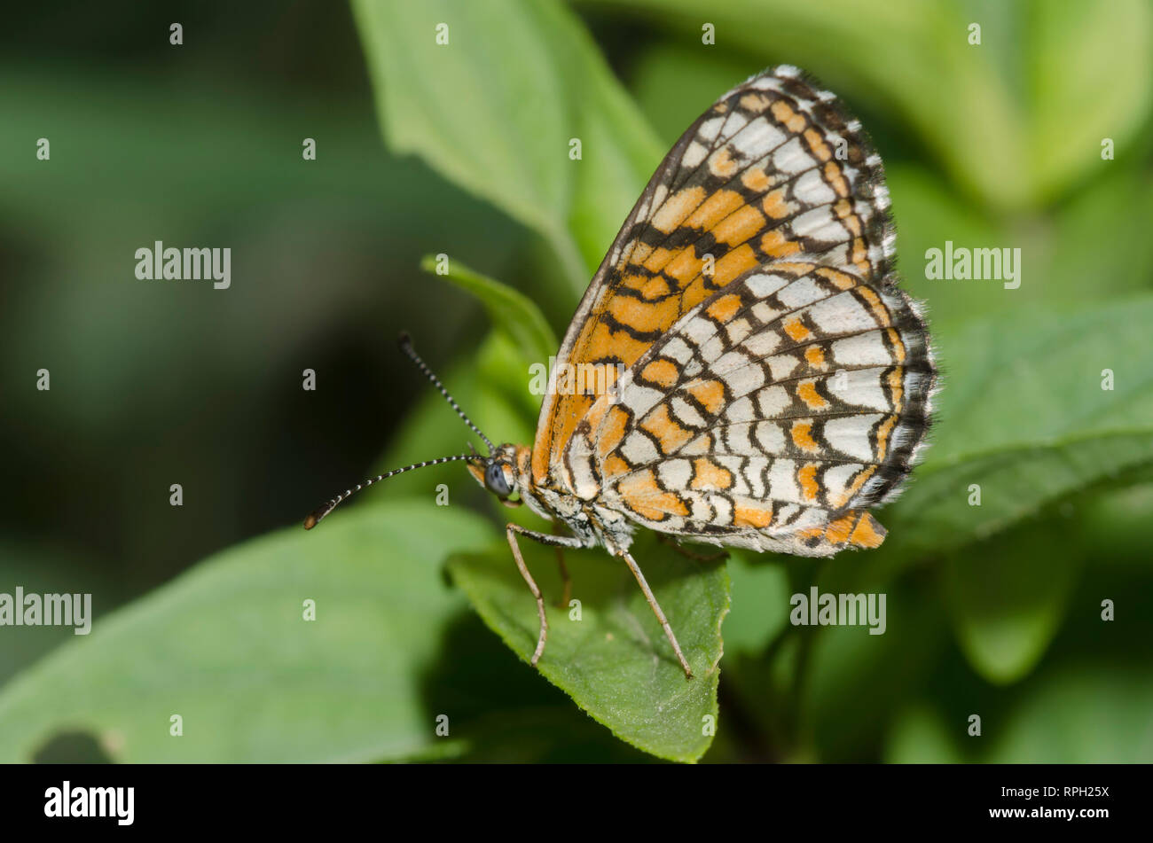 Elada High Resolution Stock Photography and Images - Alamy