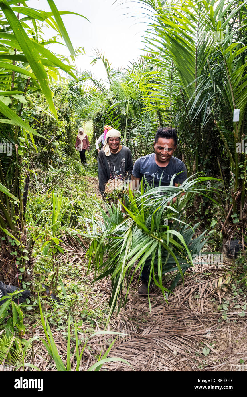 The lifting of palm seedlings from main nurseries to field uses ...