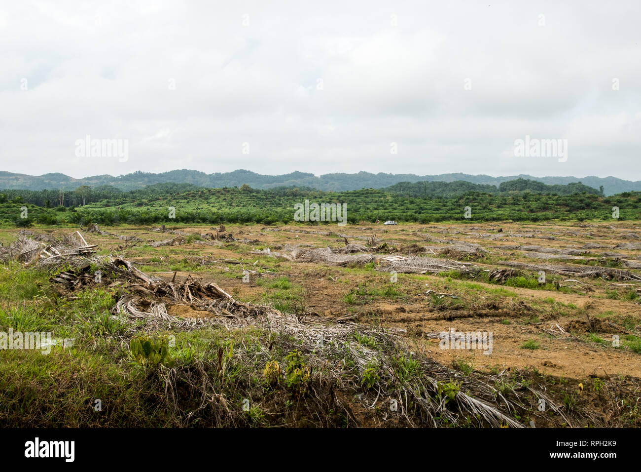 Land Clearing with zero burnimg process for oil palm replanting after ...
