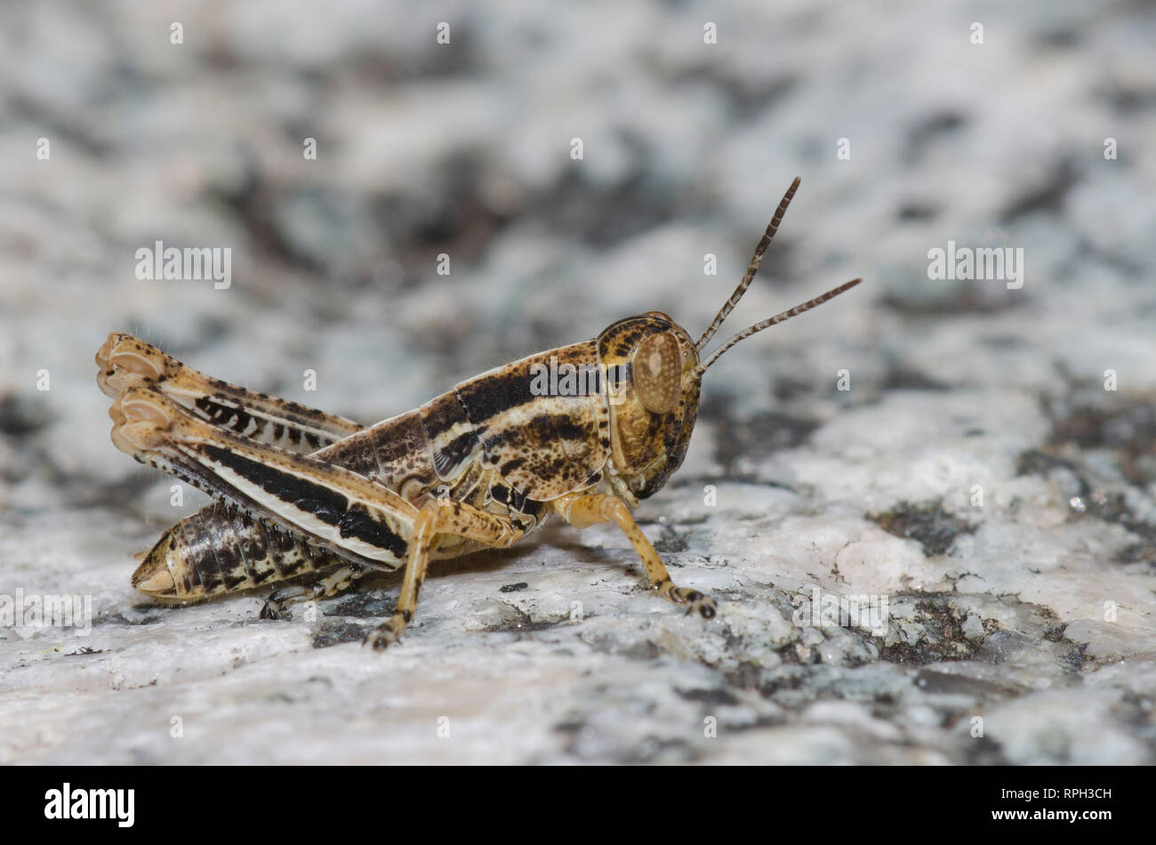 Spur-throated Grasshopper, Subfamily Melanoplinae, nymph Stock Photo ...
