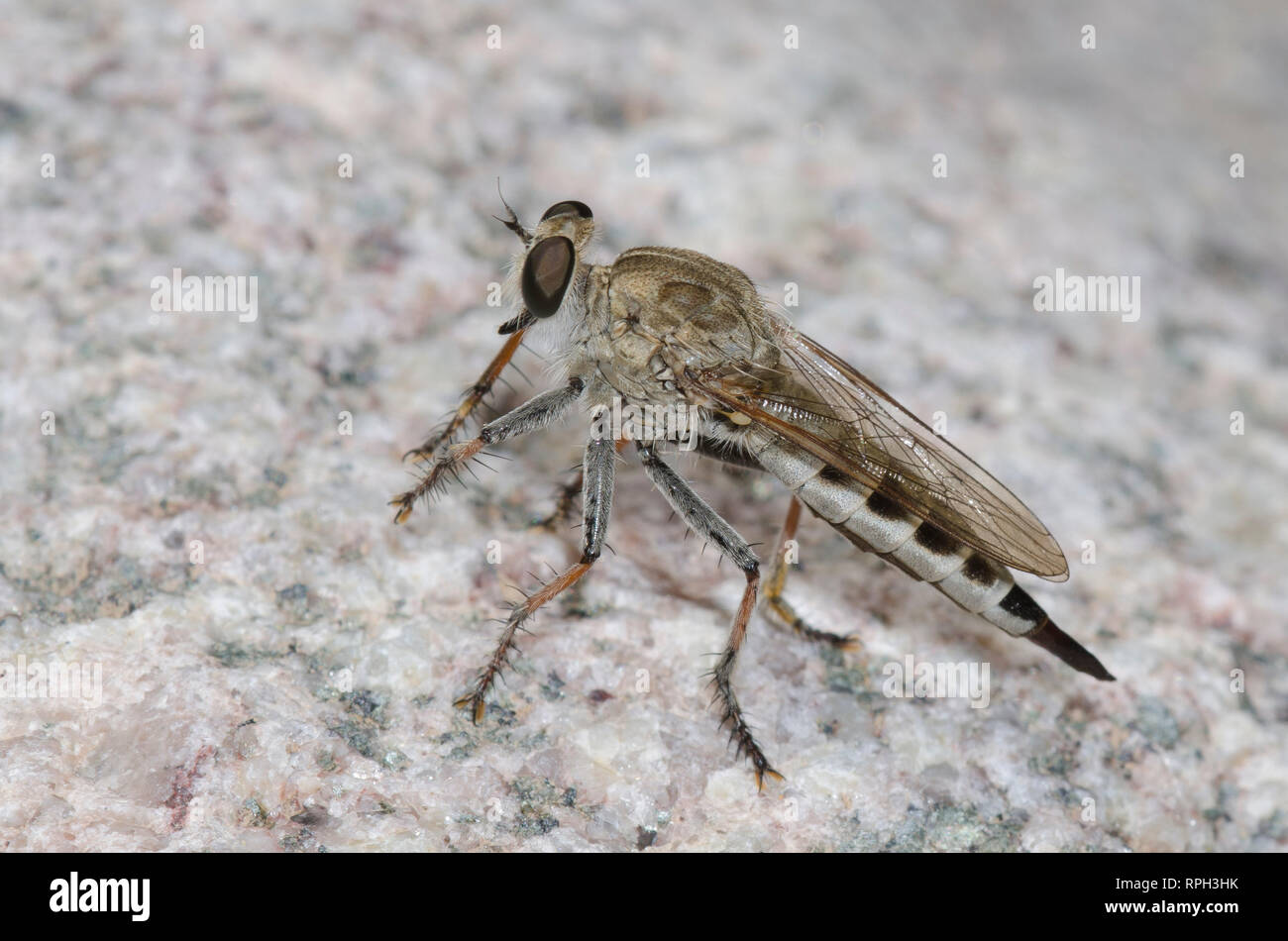 Robber Fly, Efferia sp., female Stock Photo - Alamy