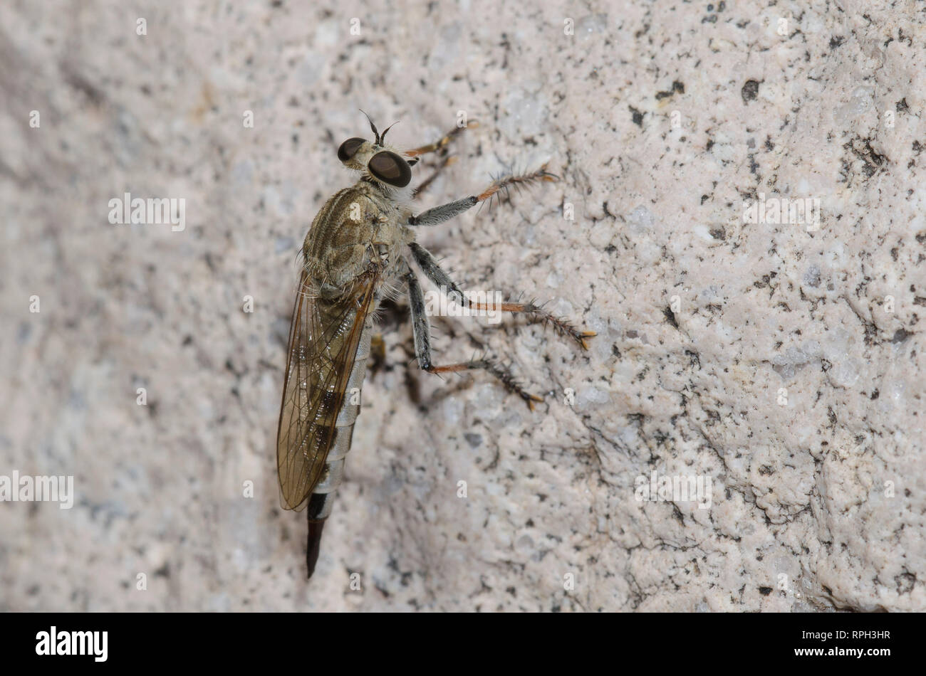 Robber Fly, Efferia sp., female Stock Photo - Alamy