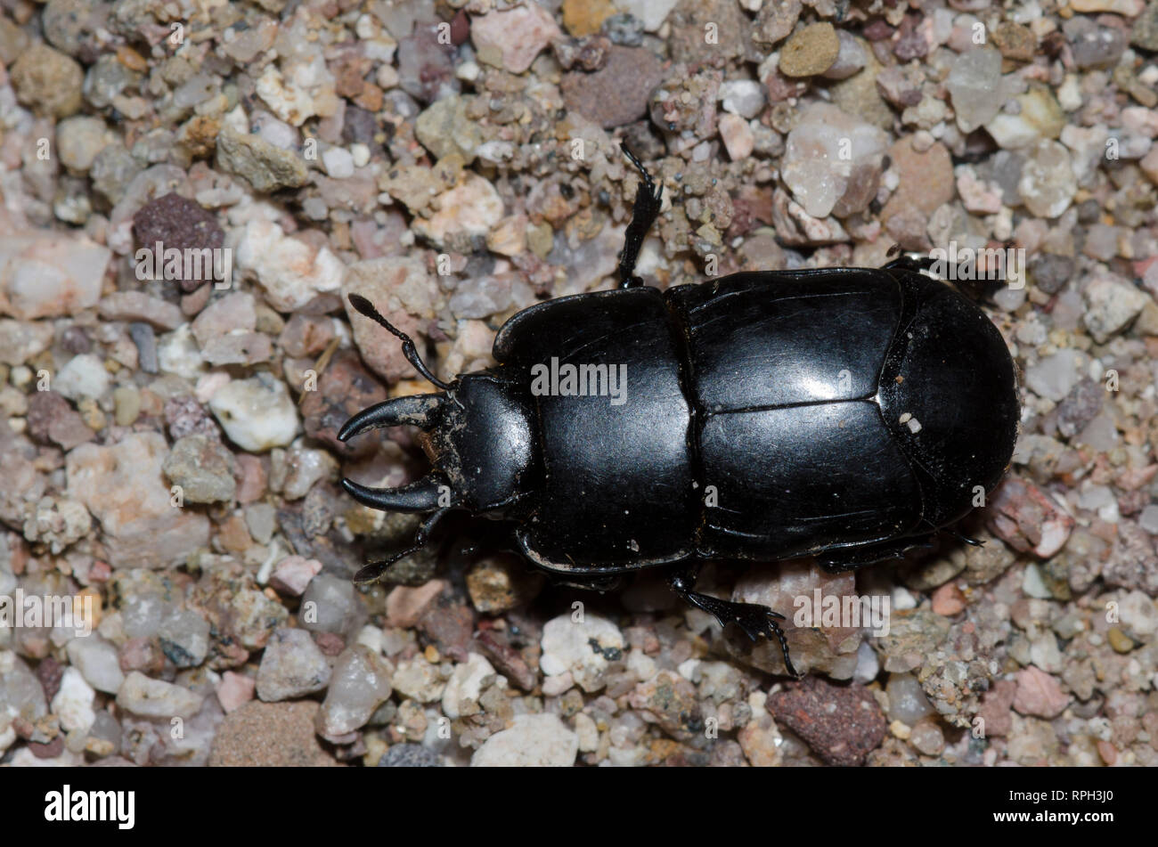Clown Beetle, Hololepta yucateca Stock Photo - Alamy