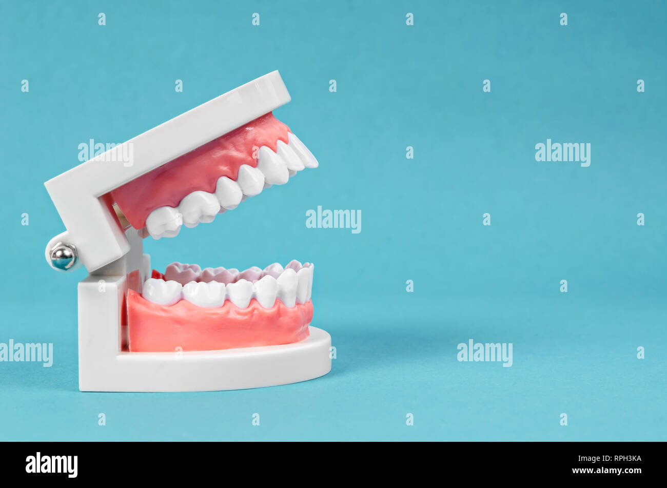 Tooth model on blue background with empty space for your text or ...