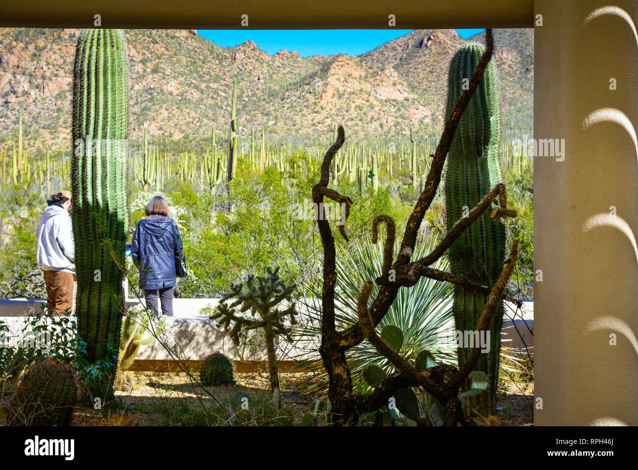 Cacti in habitat hi-res stock photography and images - Alamy