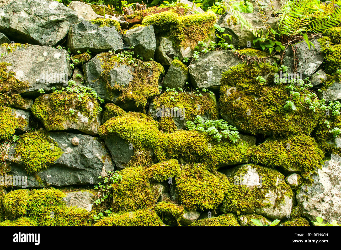 Old rural mossy stone wall of countryside house garden closeup as ...